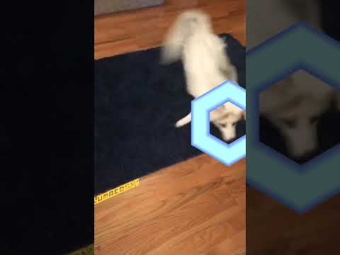 Melee Fox Meme