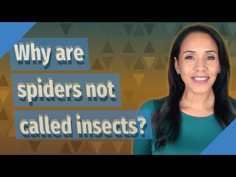 Why are spiders not called insects?