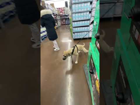 Walmart is NOT pet friendly!! #walmart #fakeservicedogs #dogs #servicedogs #viral #shorts #dog #pets