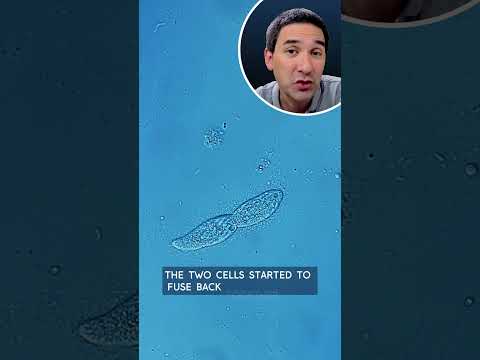 Cell division gone wrong