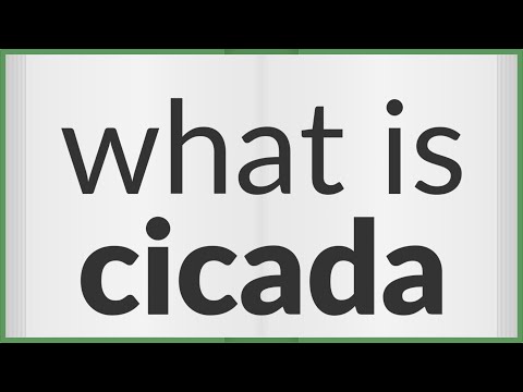 Cicada | meaning of Cicada