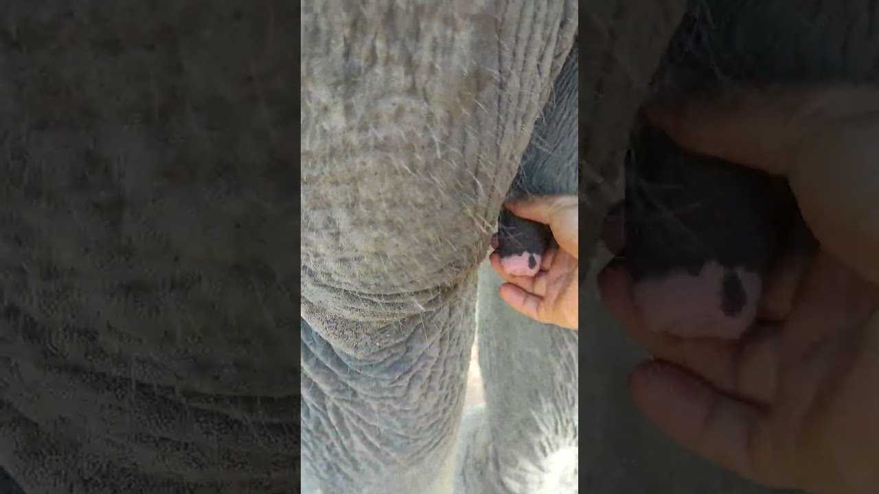 What does an elephant breast look like?