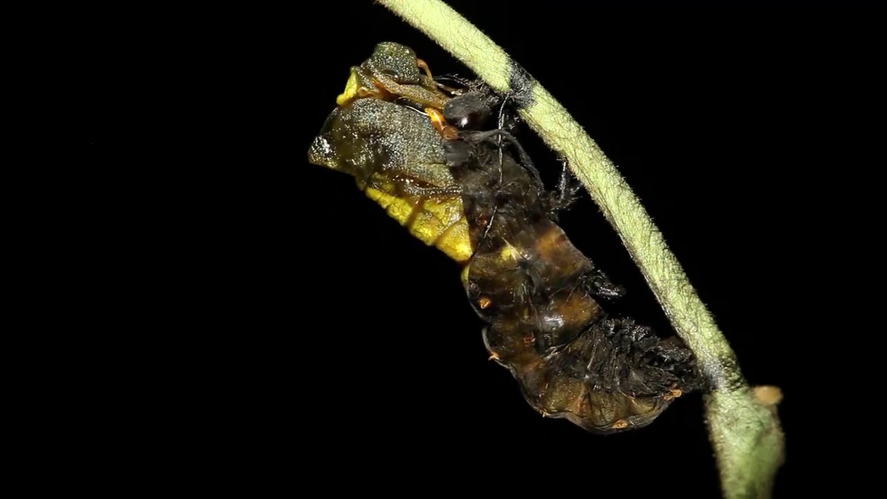 Pipevine Swallowtail (Battus philenor) pupates at the Caterpillar Lab
