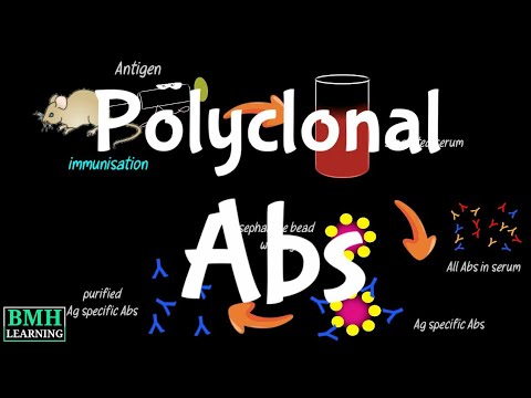 Polyclonal Antibodies | Polyclonal Vs Monoclonal Antibodies | Production Of Polyclonal Antibodies |