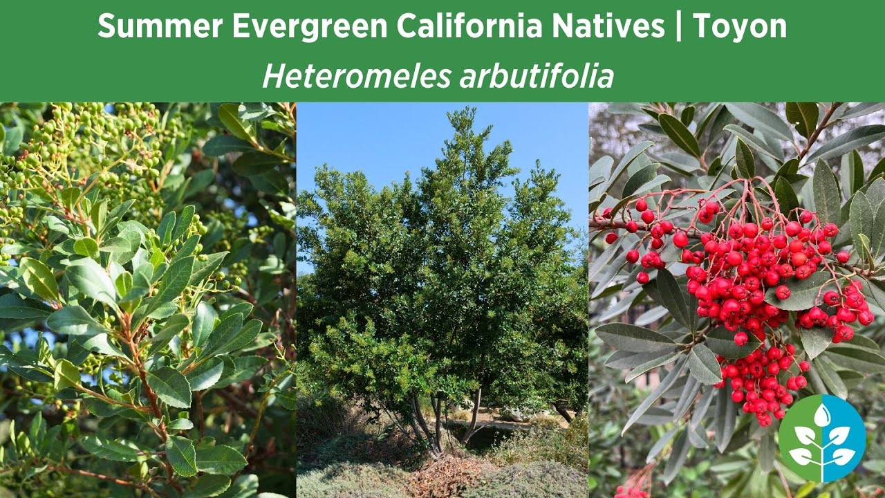 Summer Evergreen California Natives | Toyon