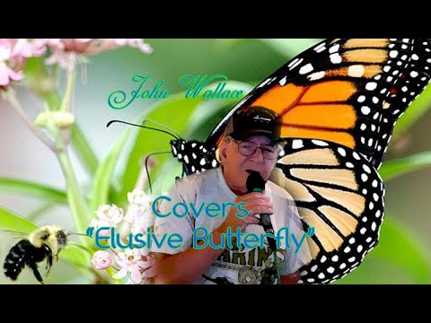 Wallace Elusive Butterfly