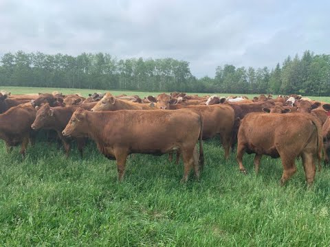 Mistelbacher Bros. 975# Red/Char X Heifers