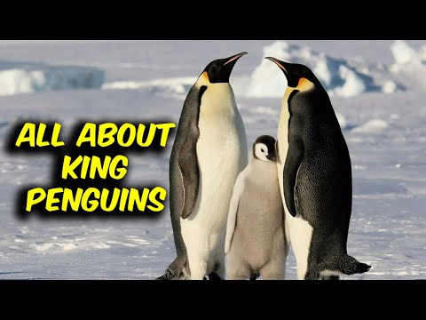 Discover the Majestic World of King Penguins: Habitat, Diet, and More!