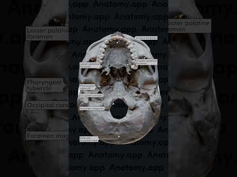 Internal and external cranial bases