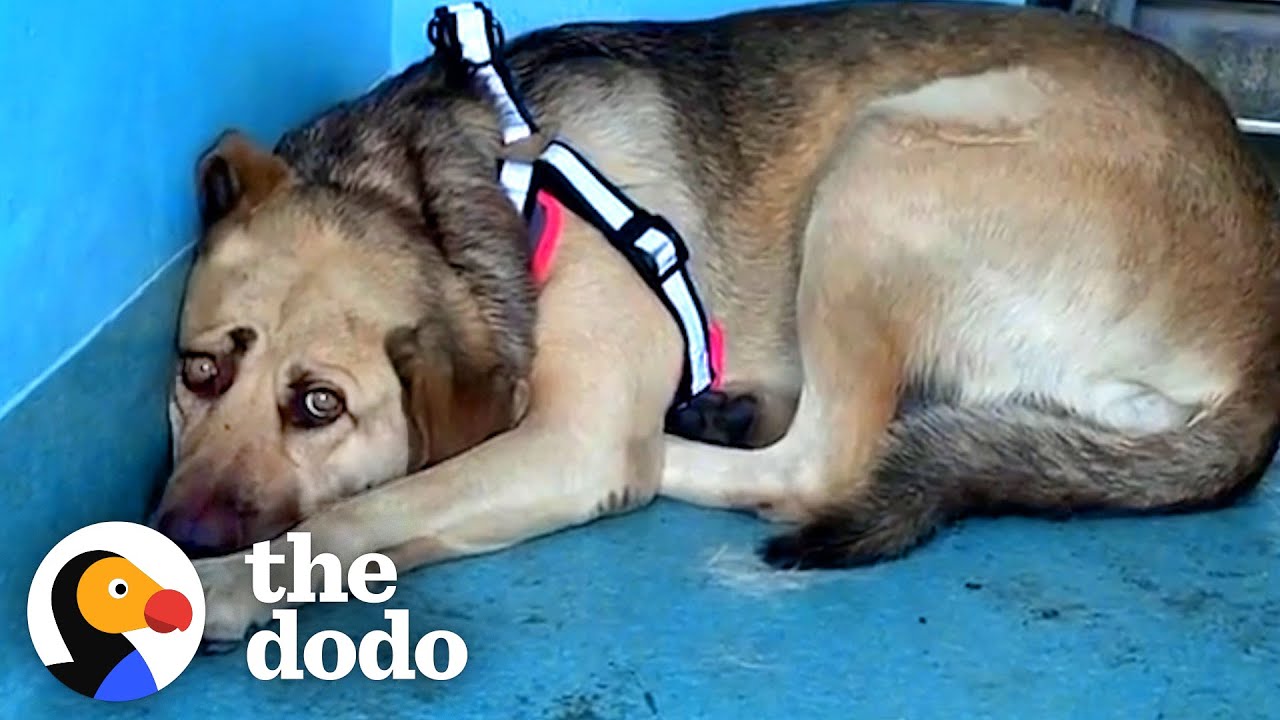 A Once Lonely and Sad Rescue Dog Finds Joy and Comfort in a Loving New ...