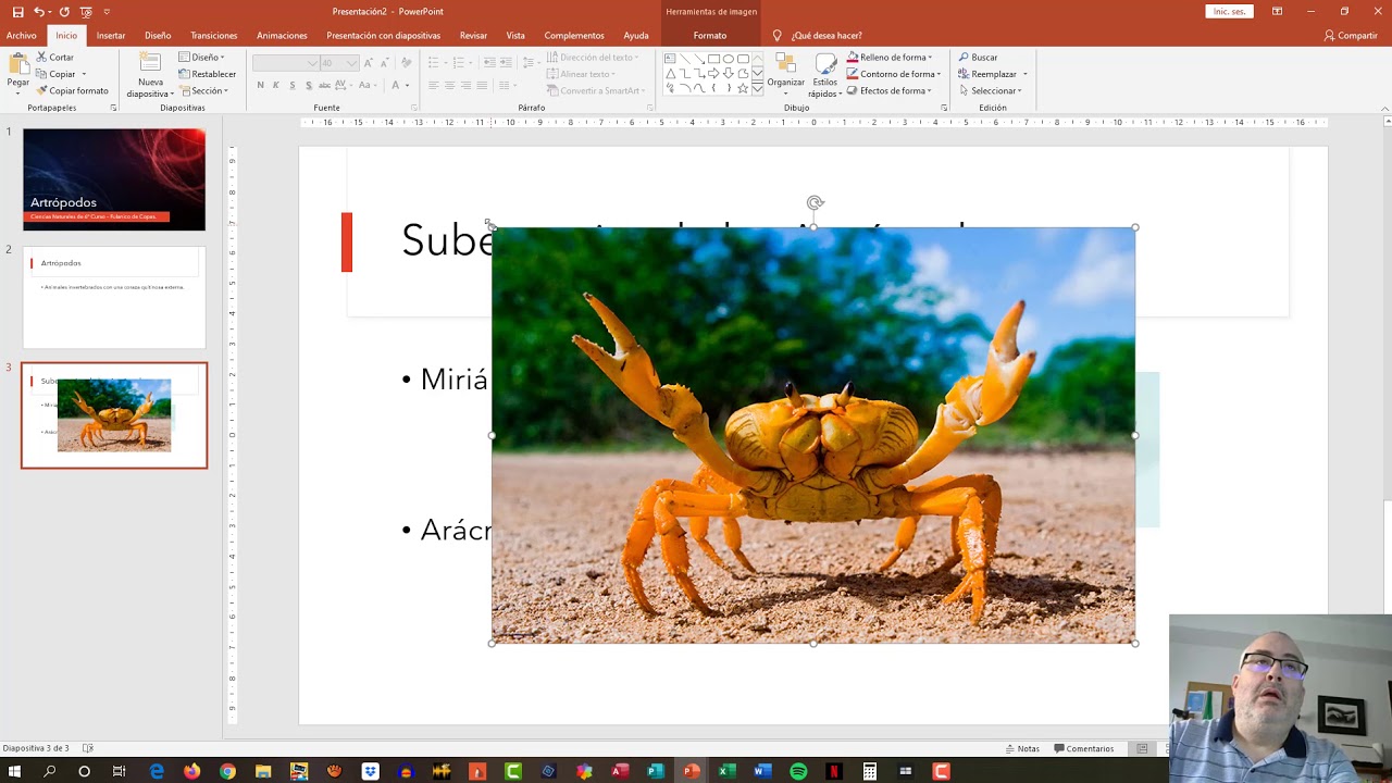powerpoint de artrópodos