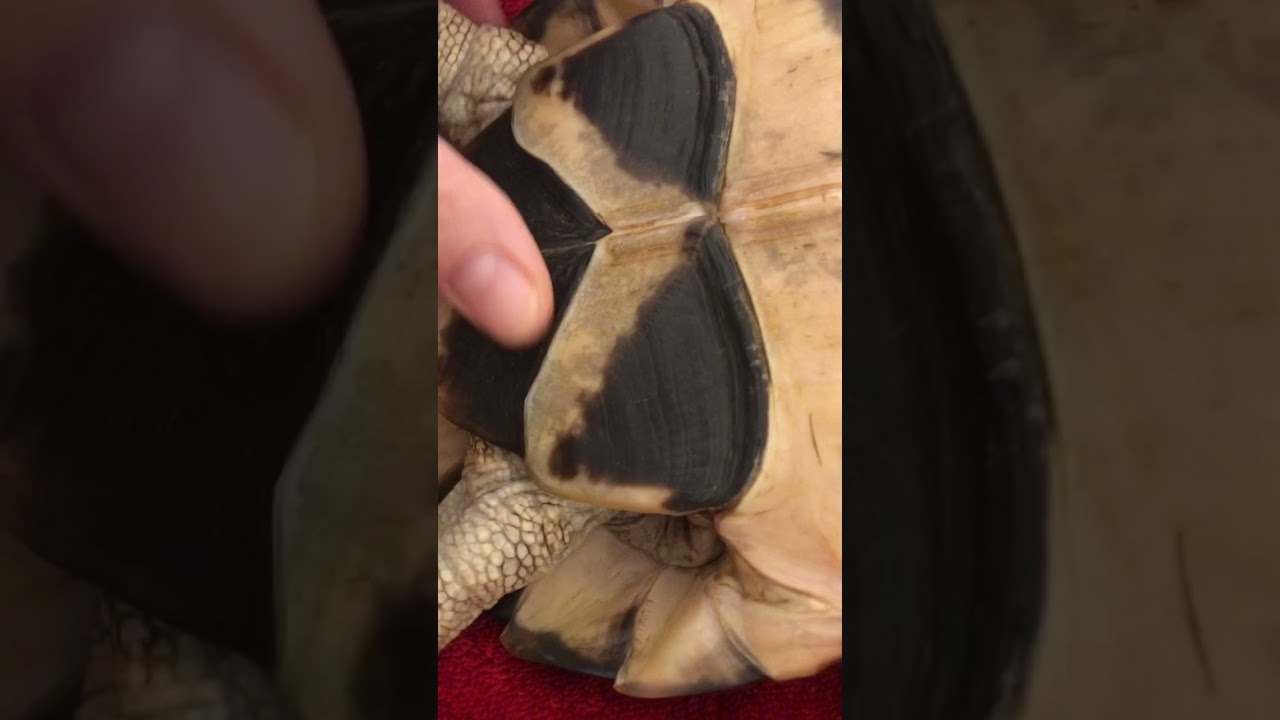Plastron moving (hinge)