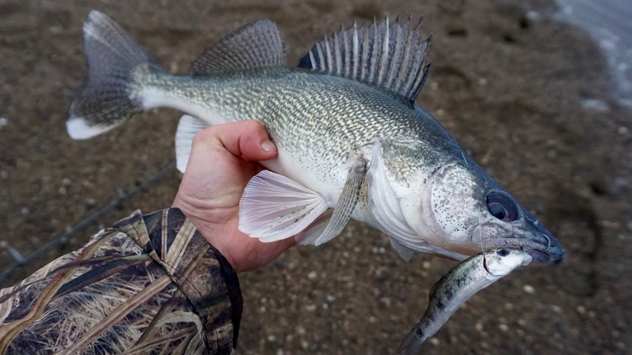 Using Live Bait to Catch Spring Walleyes! (Pre-Spawn)