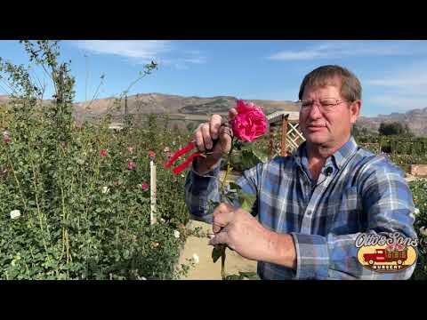 Hybrid Tea Rose Winter Pruning