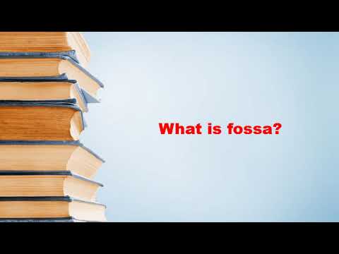 What is fossa