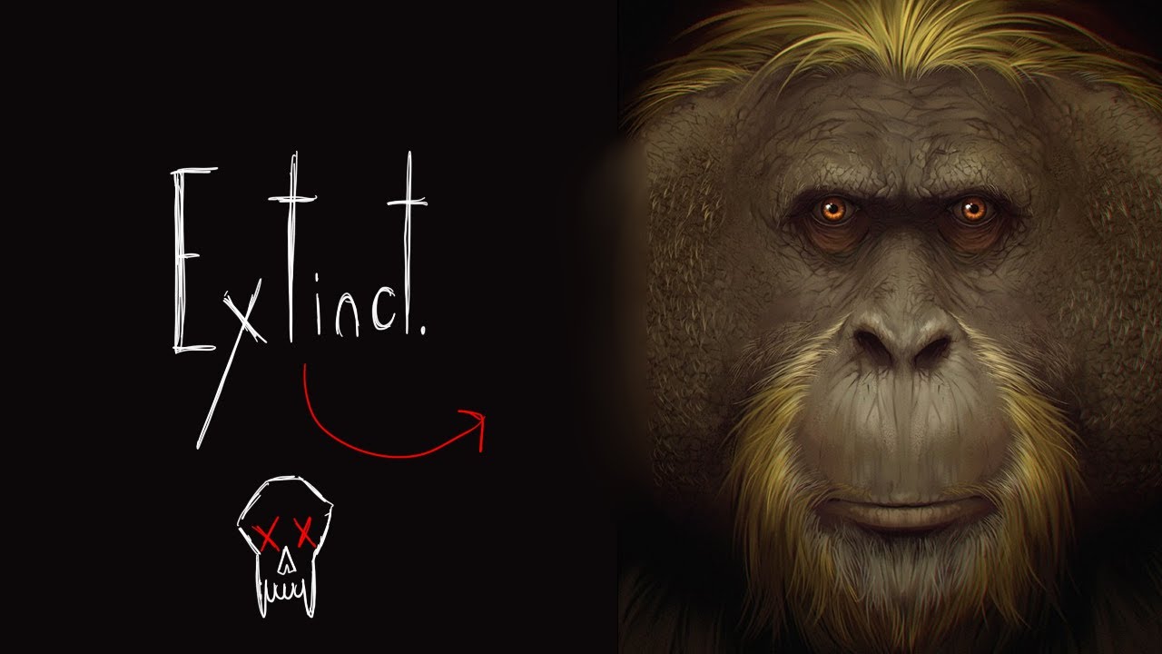 We FINALLY know why the LARGEST APE EVER went extinct