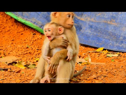 GodBlessing!.... Monkey Amanda Ki-nd-ly_Ta-ke_Ti-me_Co-mf-or-t_ Baby Monkey Leo