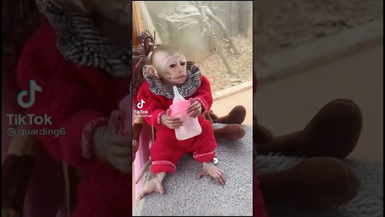Million Pity Abandoned baby monkey crying when hug bottle milk