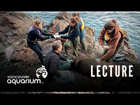 Rescuing Sea Lions - Notes from the Field