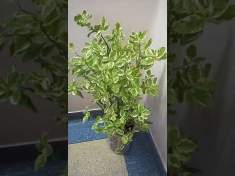 scientific name (Euonymus japonicus)