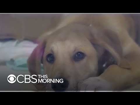 ASPCA sees 70% increase in LA, NYC fosters amid pandemic