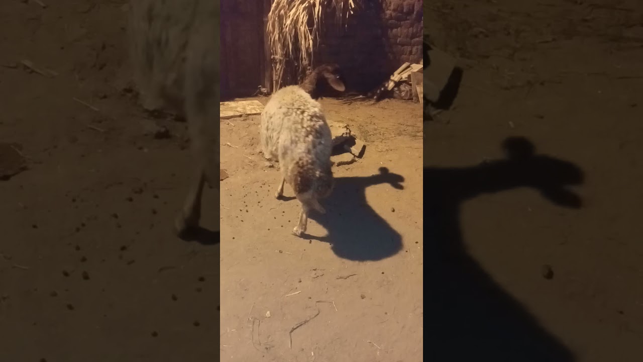 Coenurosis in sheep (caused by Coenurus cerebralis)