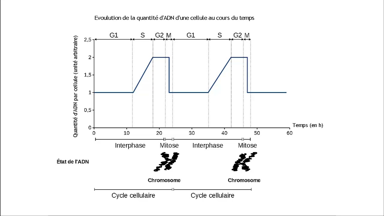 L’ADN au cours d’un cycle cellulaire