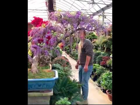 BEAUTIFUL JAPANESE WISTERIA - SKY GARDENS