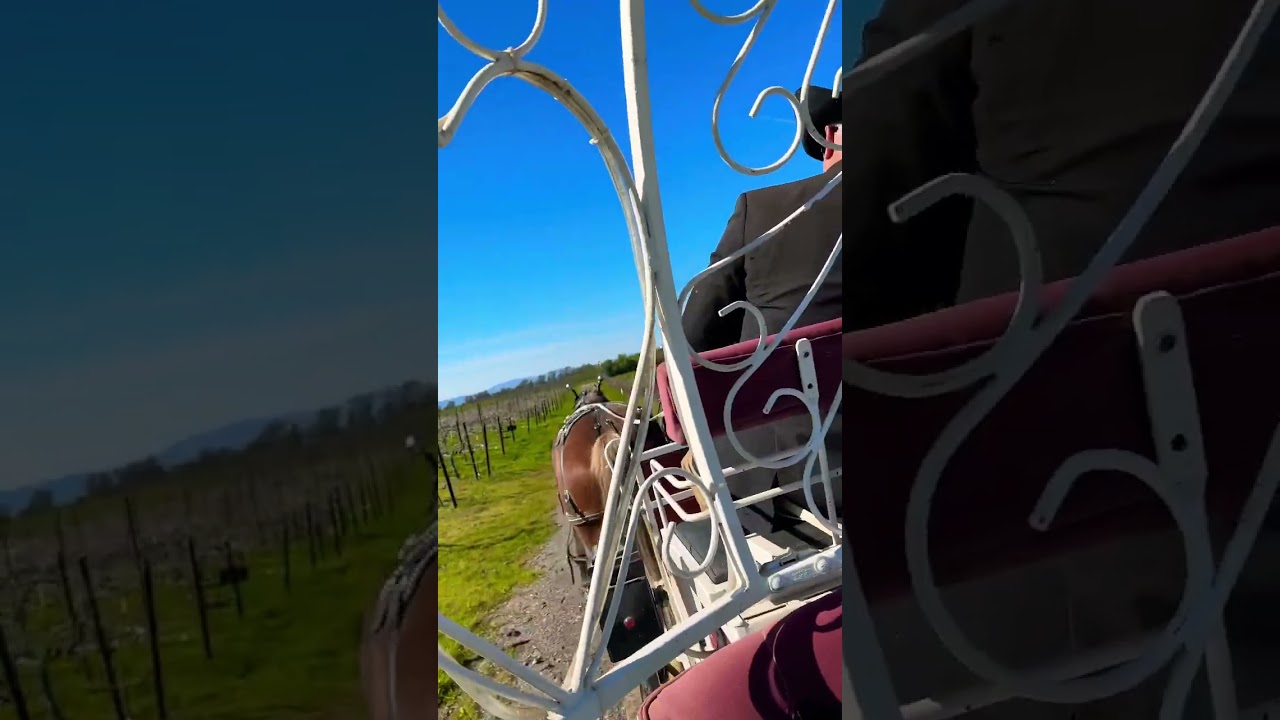 Temecula Carriage Company. Private Horse-drawn Cartiage  Ride. #horse #horseriding #horseride