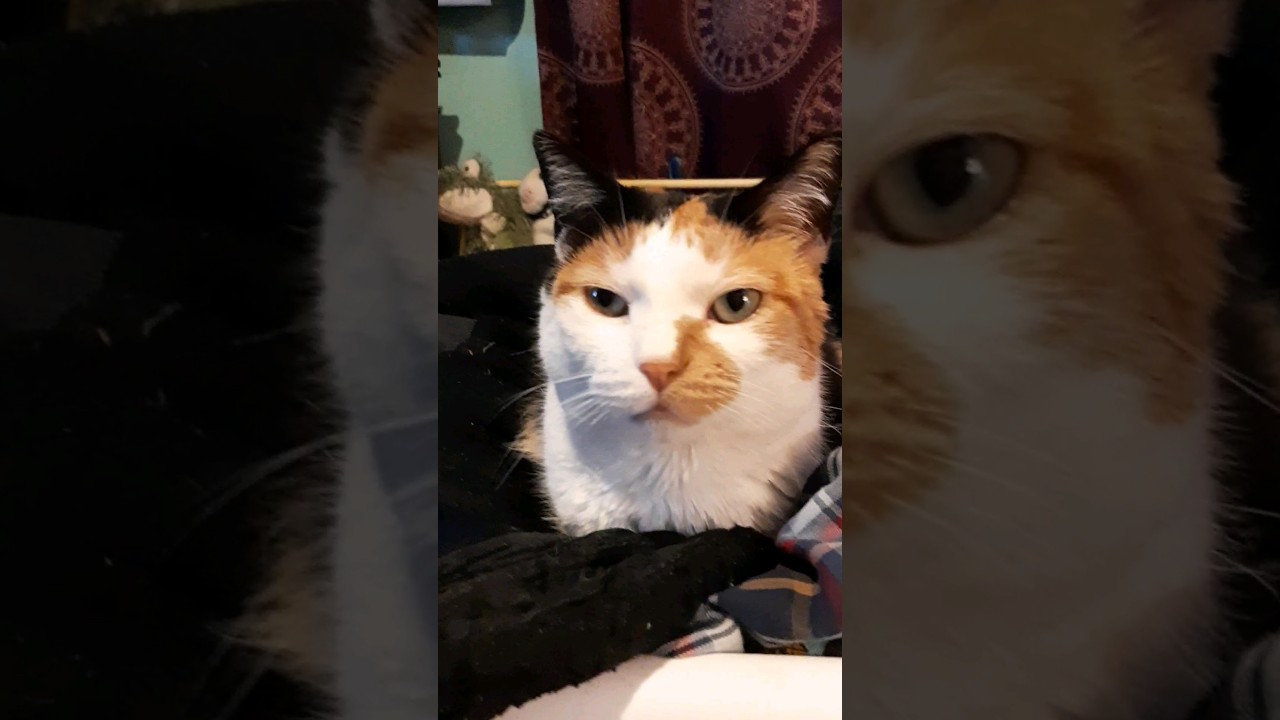 Hi Hazel! A real page turner. #cat #funny #dadjokes #comedy #library