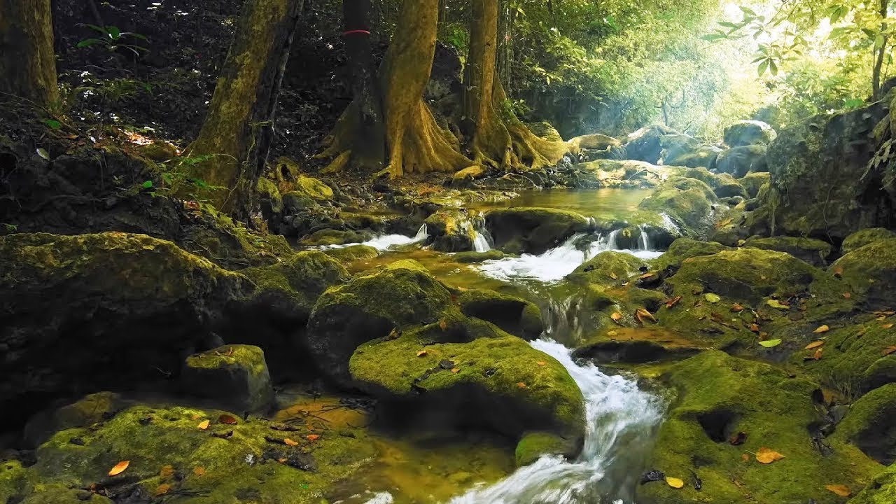 Música Relaxante Com Pássaros Cantando - Bela Música De Piano E Violão, Relaxando