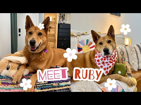 Dog for adoption - Ruby the Wiggly Smiling Joyful Relaxed Girl, a ...