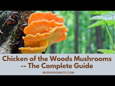 Chicken of the Woods Mushrooms -- How to Find, Prepare and Store Them