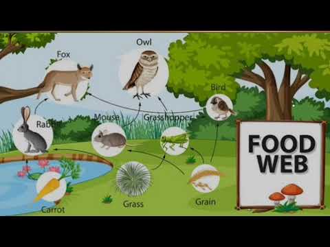 food web definition,examples and importance.#new