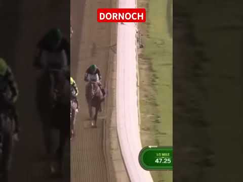 DORNOCH survived at the 2024 Belmont stakes race 👌 #shortvideo #pleasesubscribe