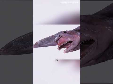 rare animal facts in the world