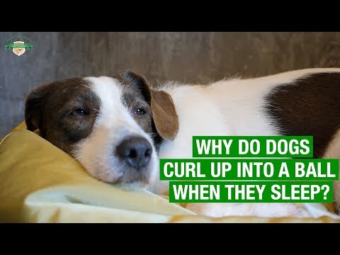 Dog Facts - Why Do Dogs Curl Up Into A Ball When They Sleep?