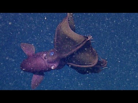 Facts: The Vampire Squid