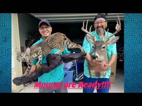 Bobcat and 10 point Whitetail Taxidermy [With Taxidermy Tour]