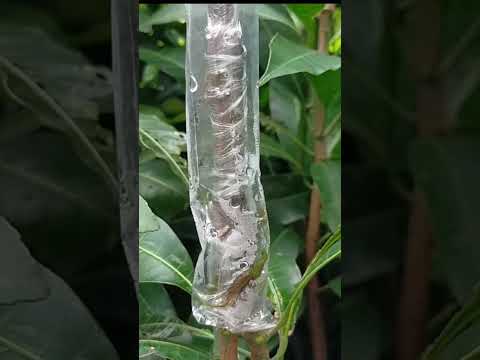 DOUBLE ROOTSTOCK MANGO GRAFTING RESULT