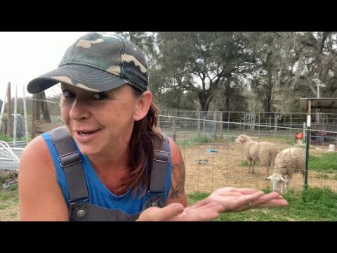 To castrate or not? Butchering lambs and the homesteading Experiment || CoolBot