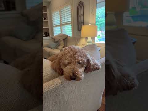 Is this the most chill doodle?#doodles #puppy #livinrentfree