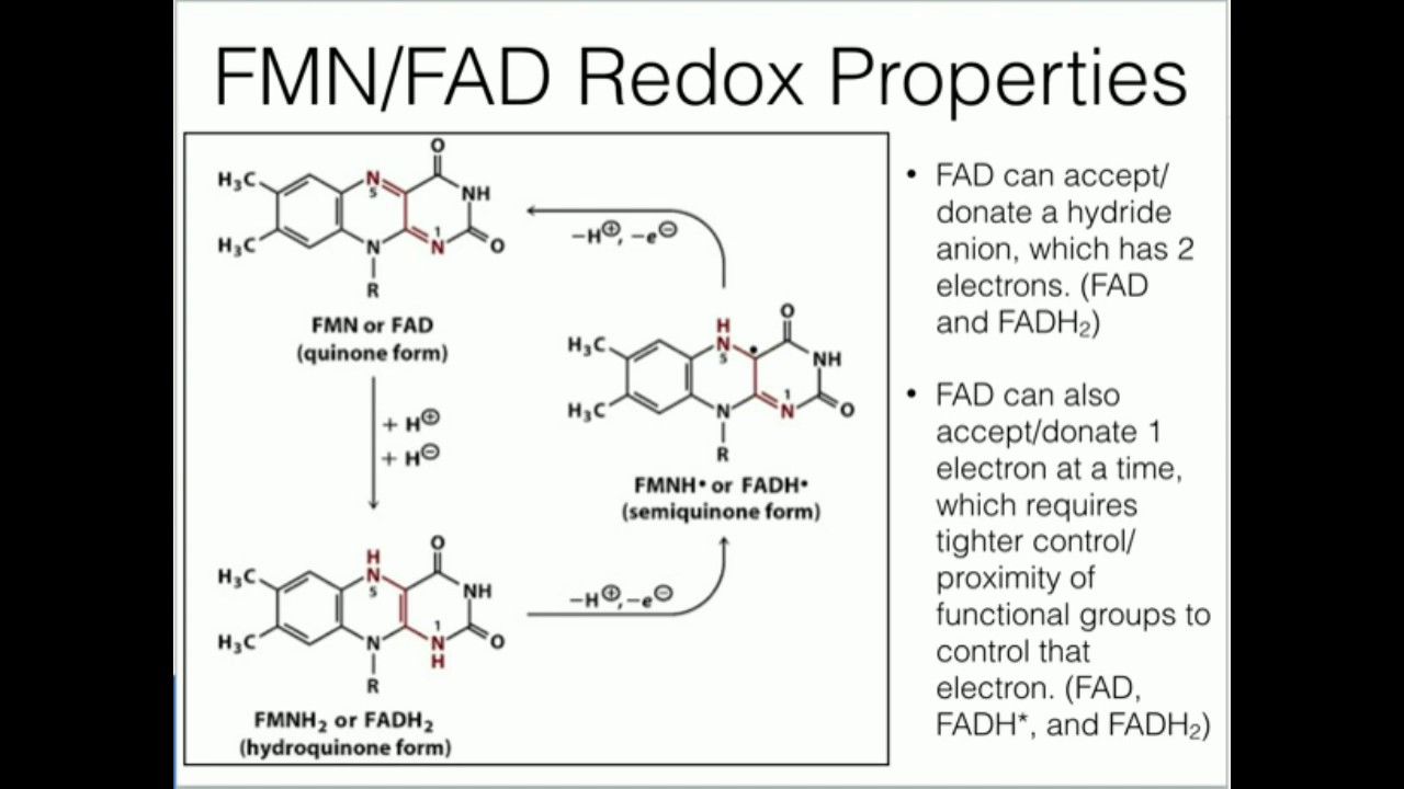 Exploring the Redox Chemistry of FMN and FAD | Galaxy.ai
