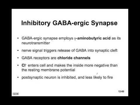 CH12e Synapses