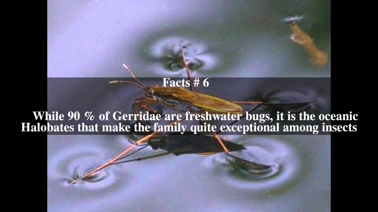 Gerridae Top # 12 Facts