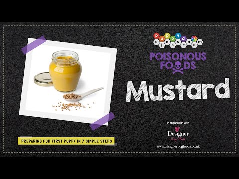 Can Dogs Eat Mustard?