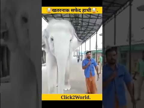 ????खतरनाक सफेद हाथी????#short #shorts #shortvideo #youtubeshorts #white #elephant