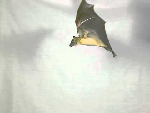 The Crimson Bat – The Well of Daliath