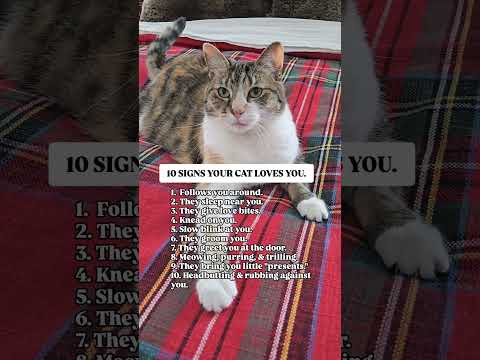 10 signs your cat loves you. 🥰 #catlove #catfacts #calico #cats