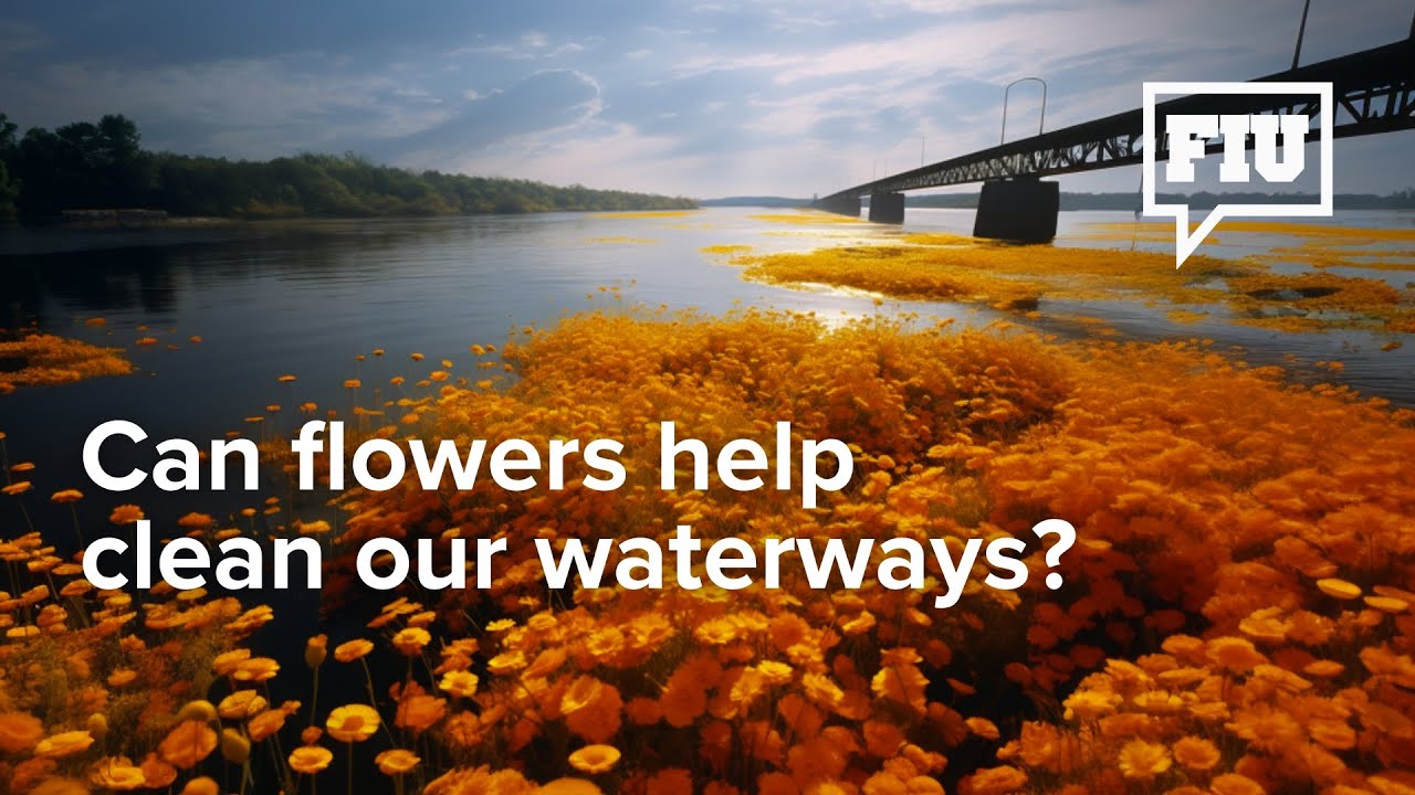 Flowers grown floating on polluted waterways can help clean up nutrient ...